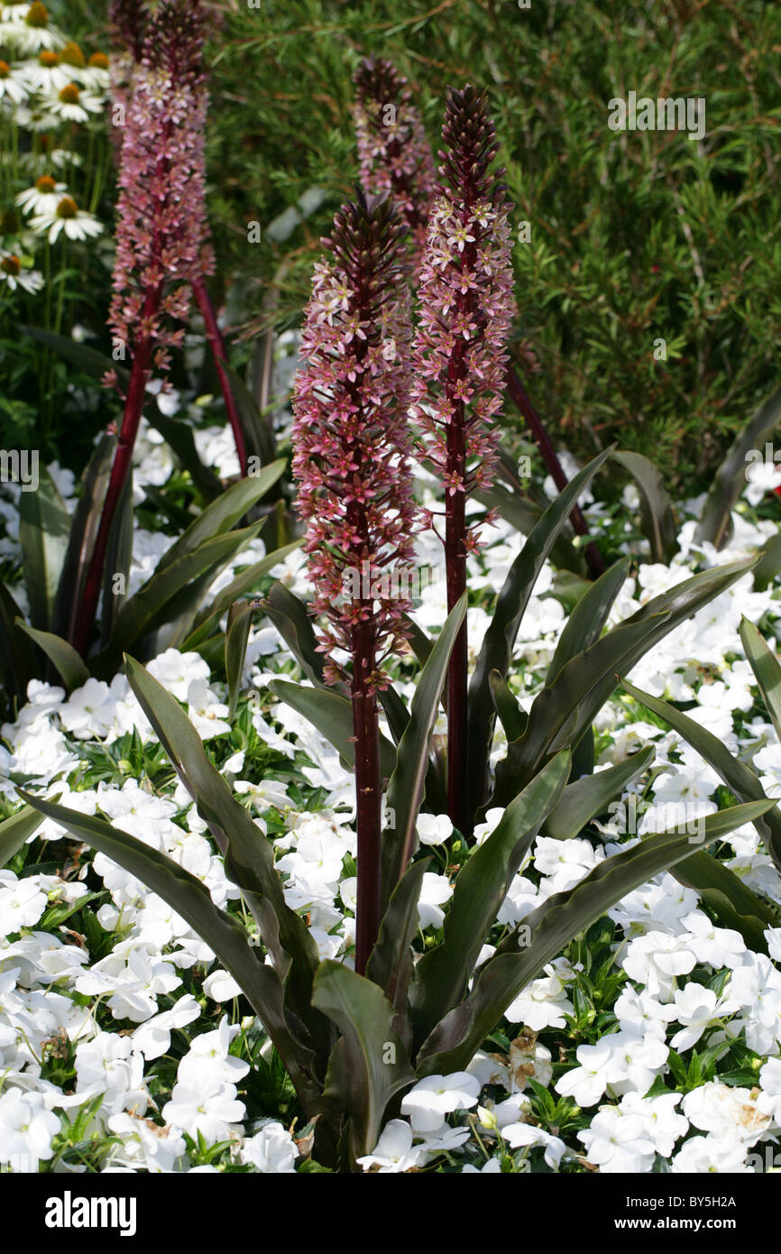 Eucomis comosa hi-res stock photography and images - Alamy