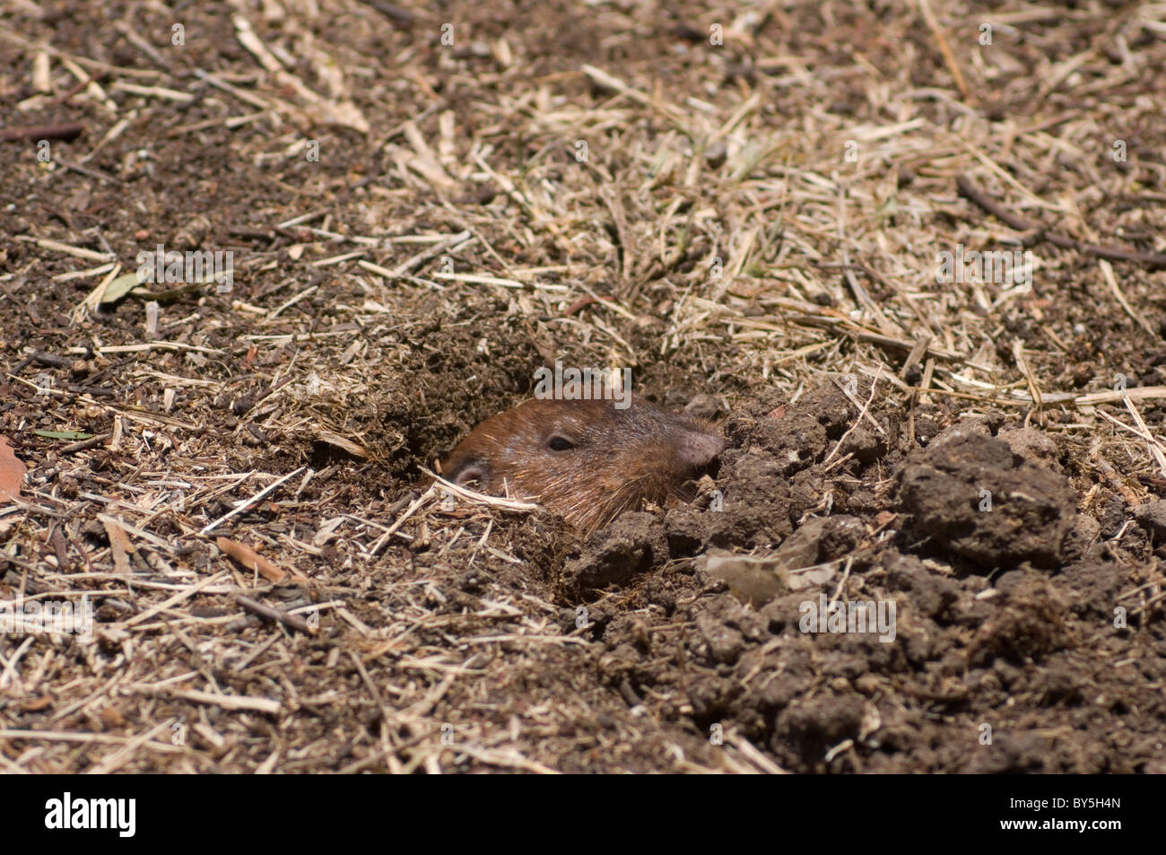 Gopher burrow hi-res stock photography and images - Alamy