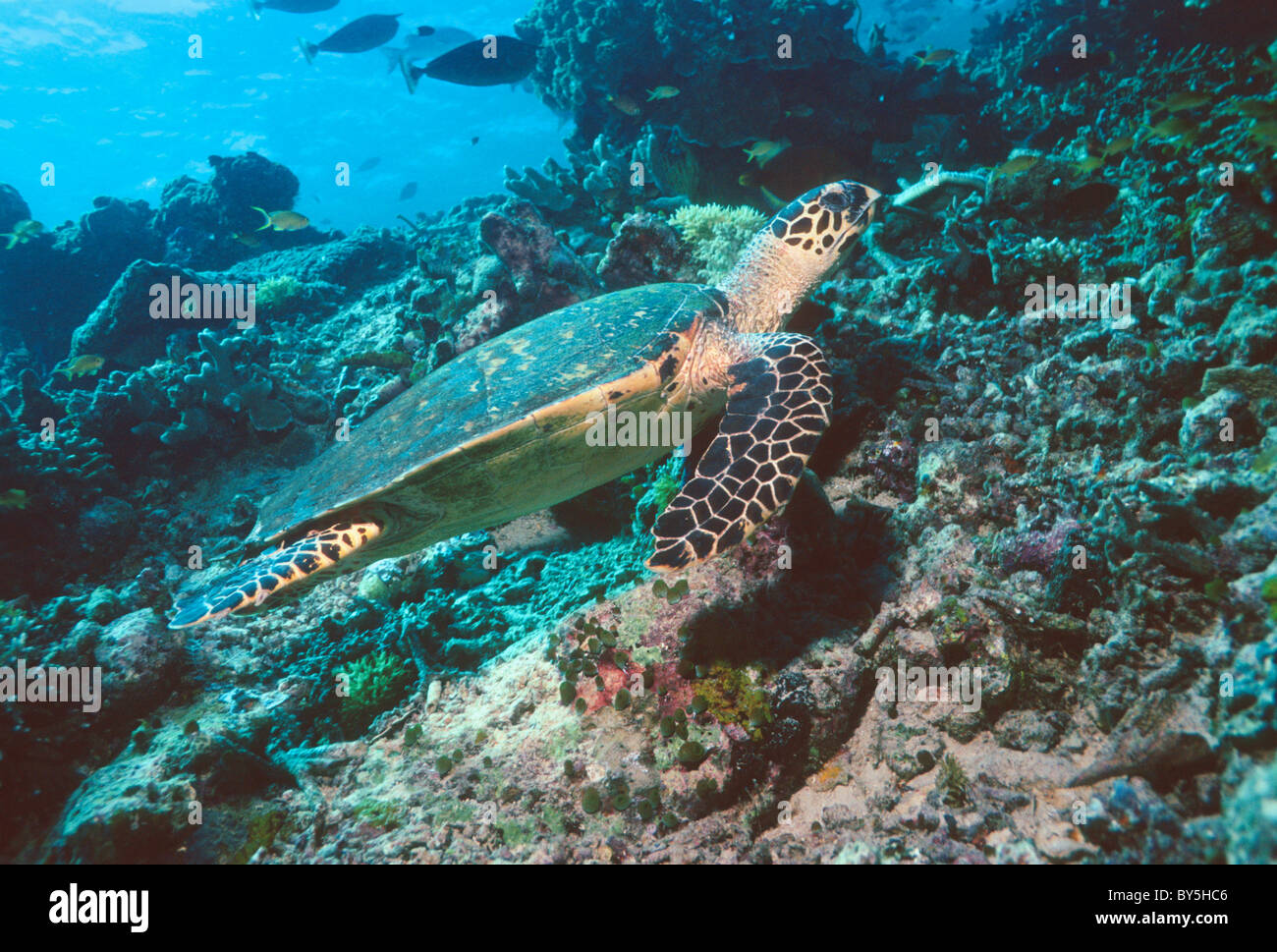 Hawksbill turtle (Eretmochelys imbricata) swimming over coral reef ...
