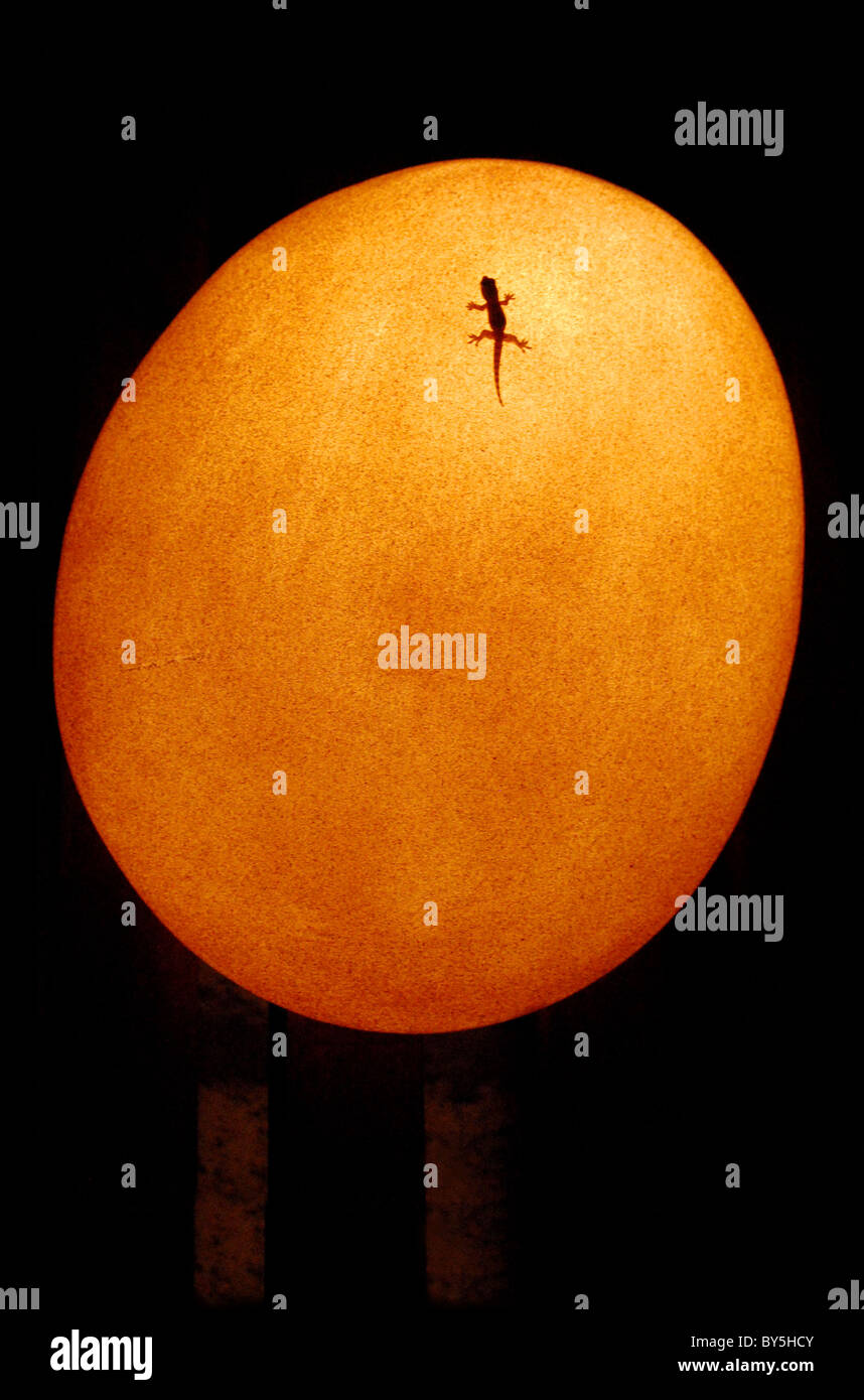 Lizard light hi-res stock photography and images - Alamy