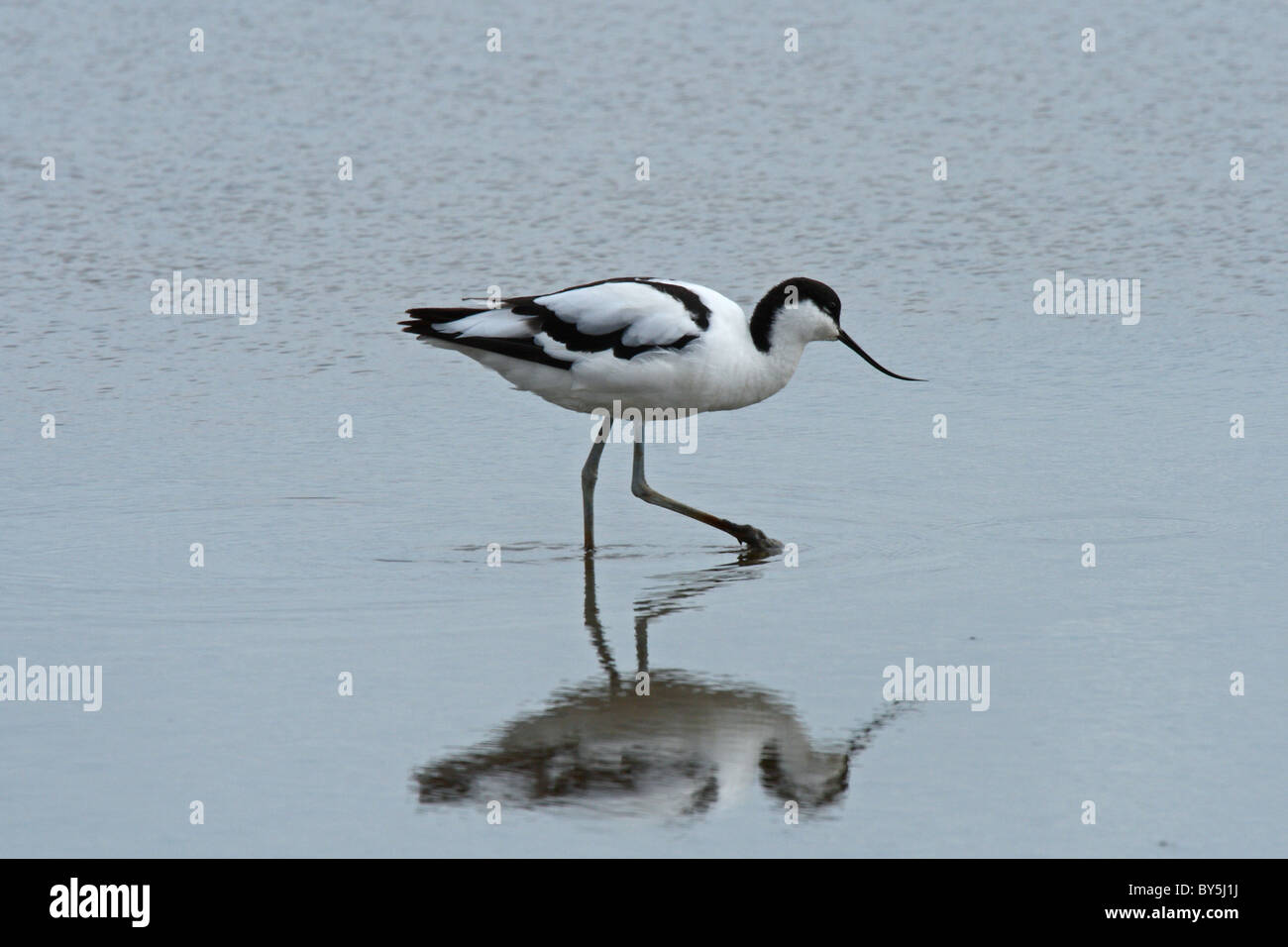 Avocet (Recurvirostra avosetta Stock Photo - Alamy