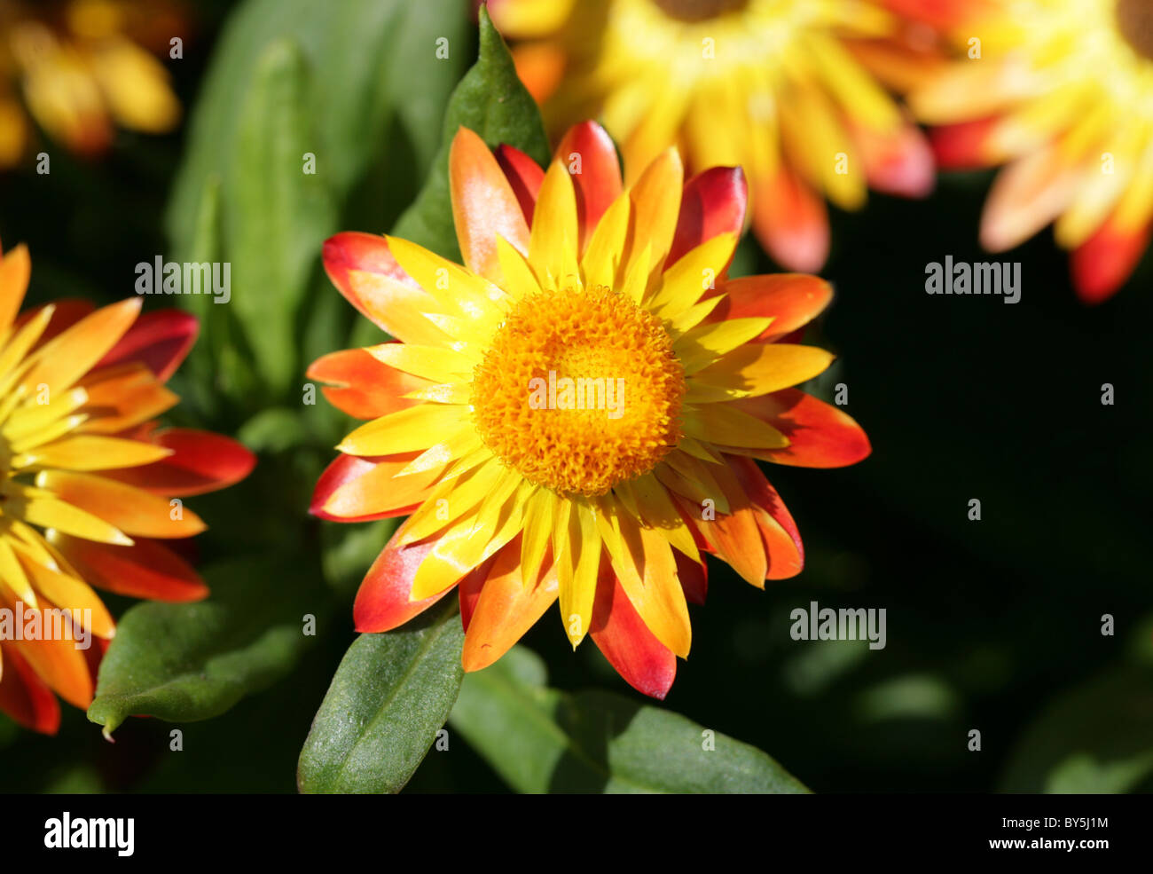 Strawflower or Golden Everlasting Flower, Xerochrysum bracteatum ...
