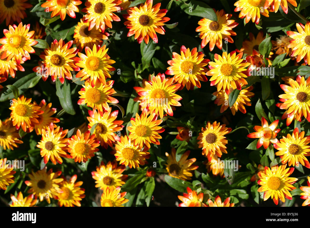 Strawflower or Golden Everlasting Flower, Xerochrysum bracteatum ...