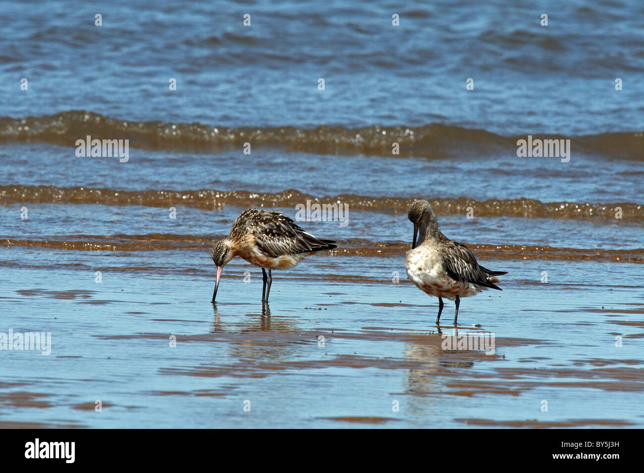 Bar-tailed Godwits (Limosa lapponica)- on beach, Norfolk Stock Photo ...