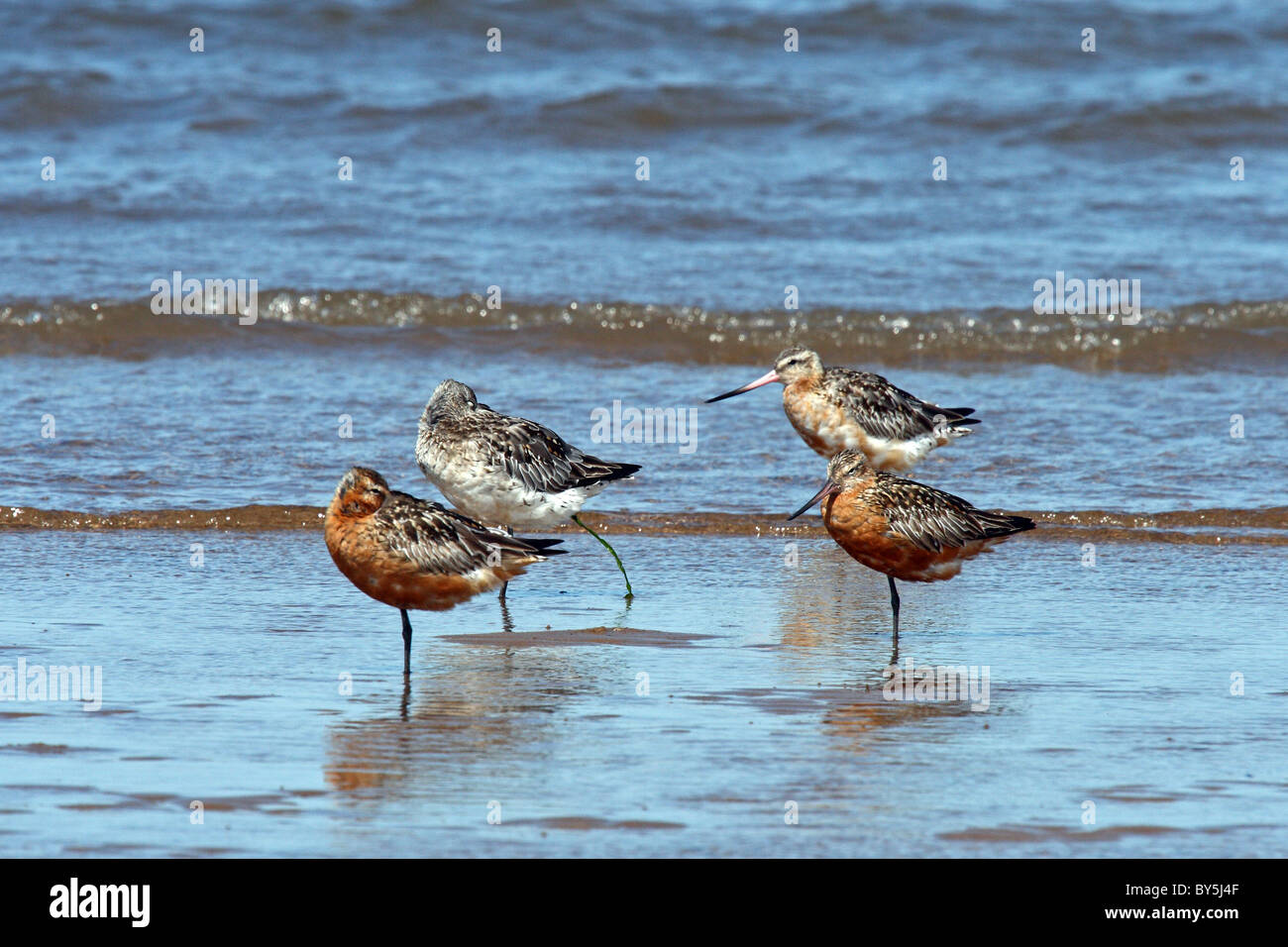 Bar-tailed Godwits (Limosa lapponica) - on beach, Norfolk Stock Photo ...