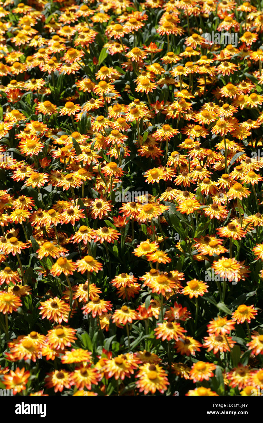 Sundaze flame bracteantha hi-res stock photography and images - Alamy