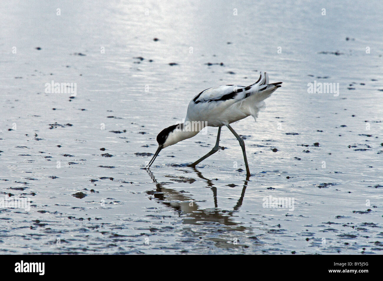 Avocet (Recurvirostra avosetta Stock Photo - Alamy
