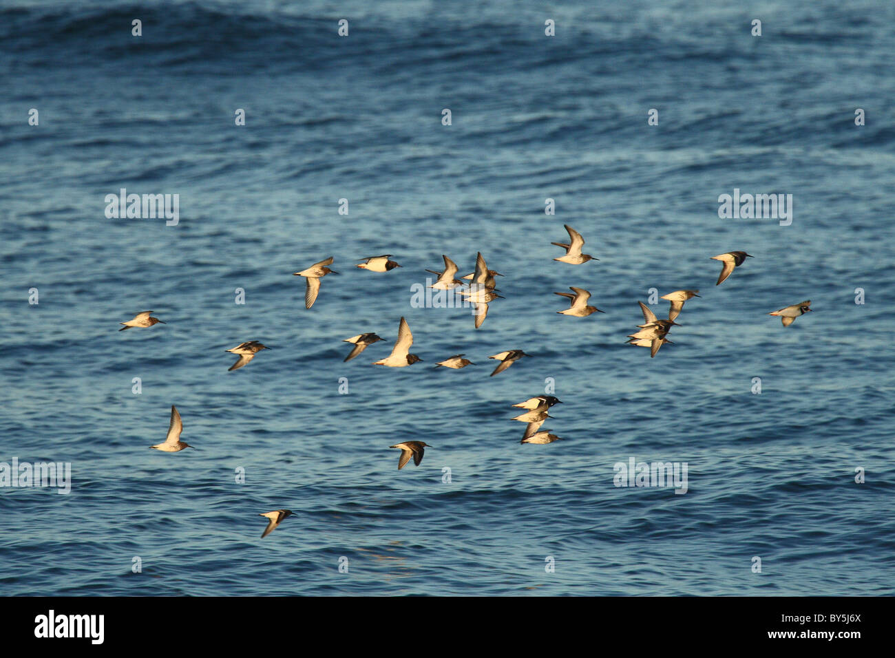 Dunlin (Calidris alpina) - in flight over sea with Ringed Plover and ...