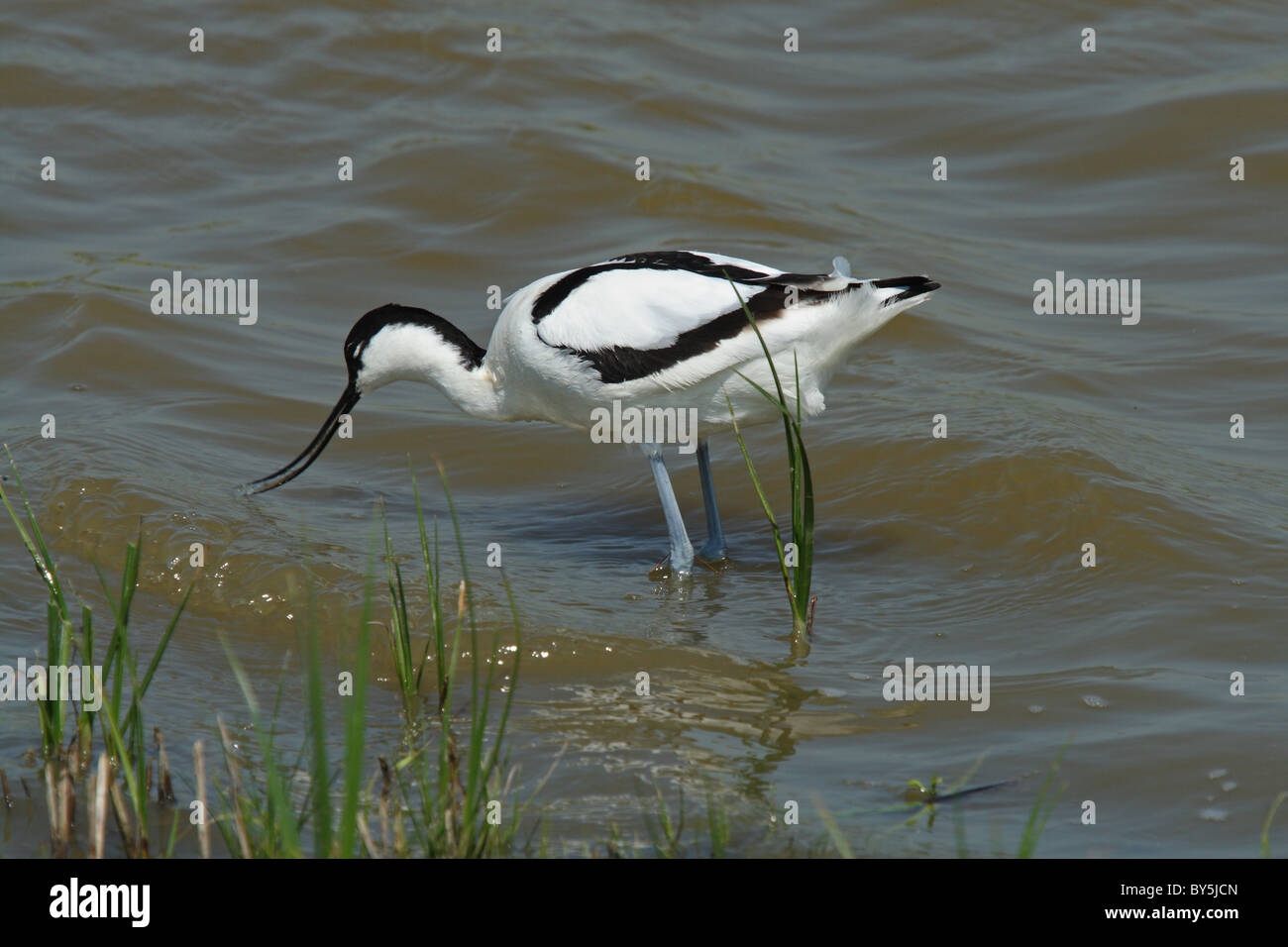 Avocet (Recurvirostra avosetta Stock Photo - Alamy