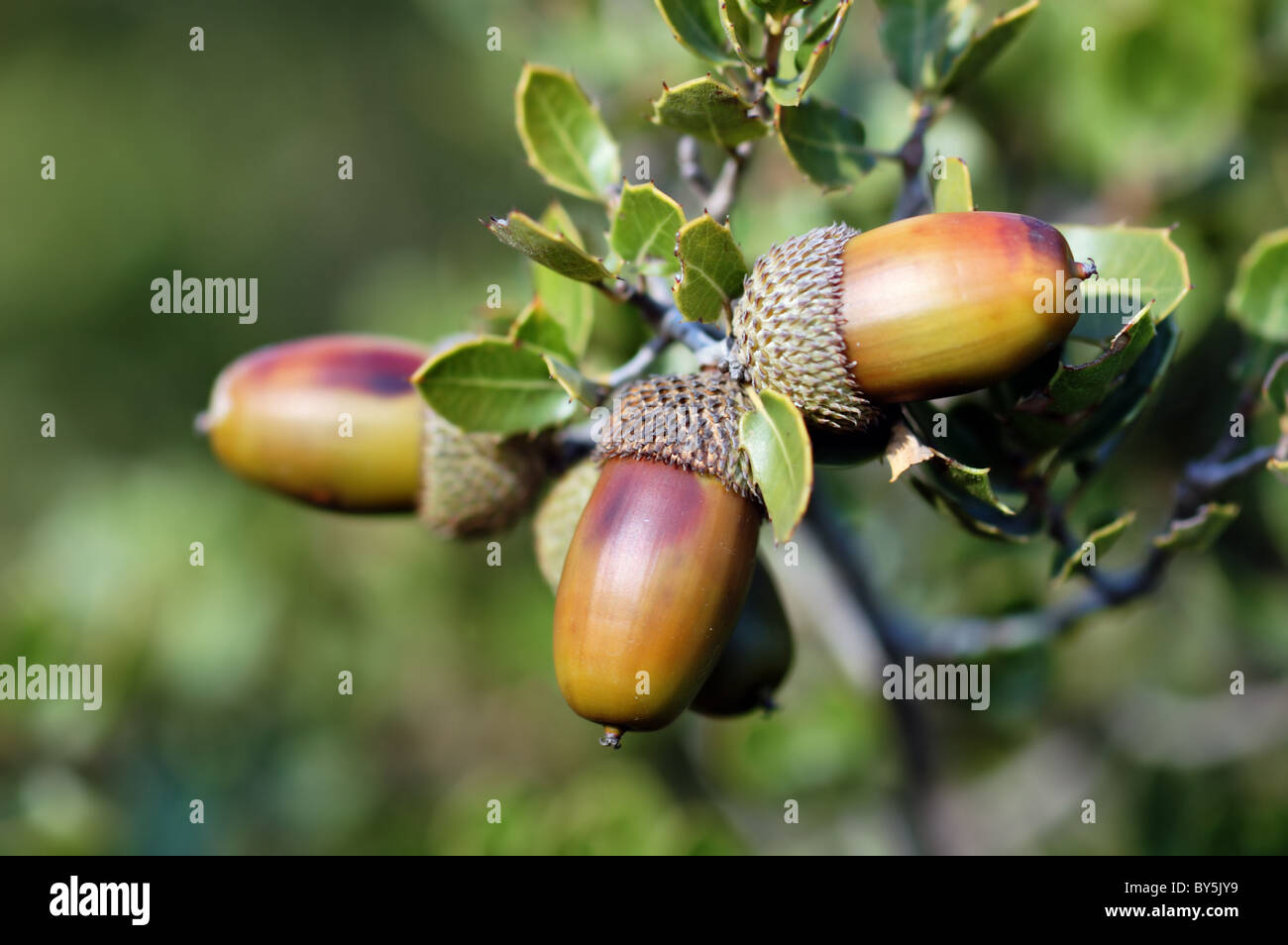 Group of acorn seeds on a branch Stock Photo - Alamy