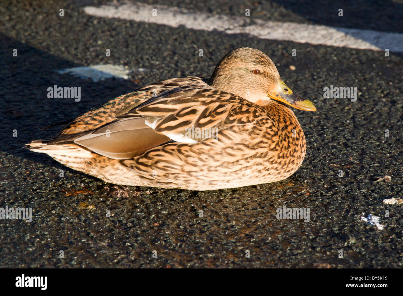 Raby mere hi-res stock photography and images - Alamy