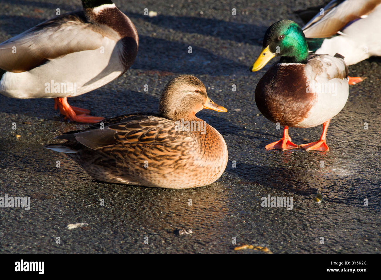 Ducks at Raby Mere in winter when the mere is frozen Stock Photo - Alamy