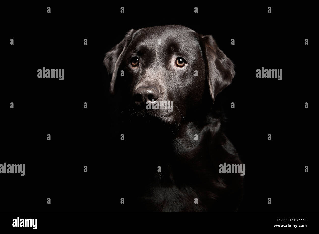 Adult chocolate labrador retriever hi-res stock photography and images ...
