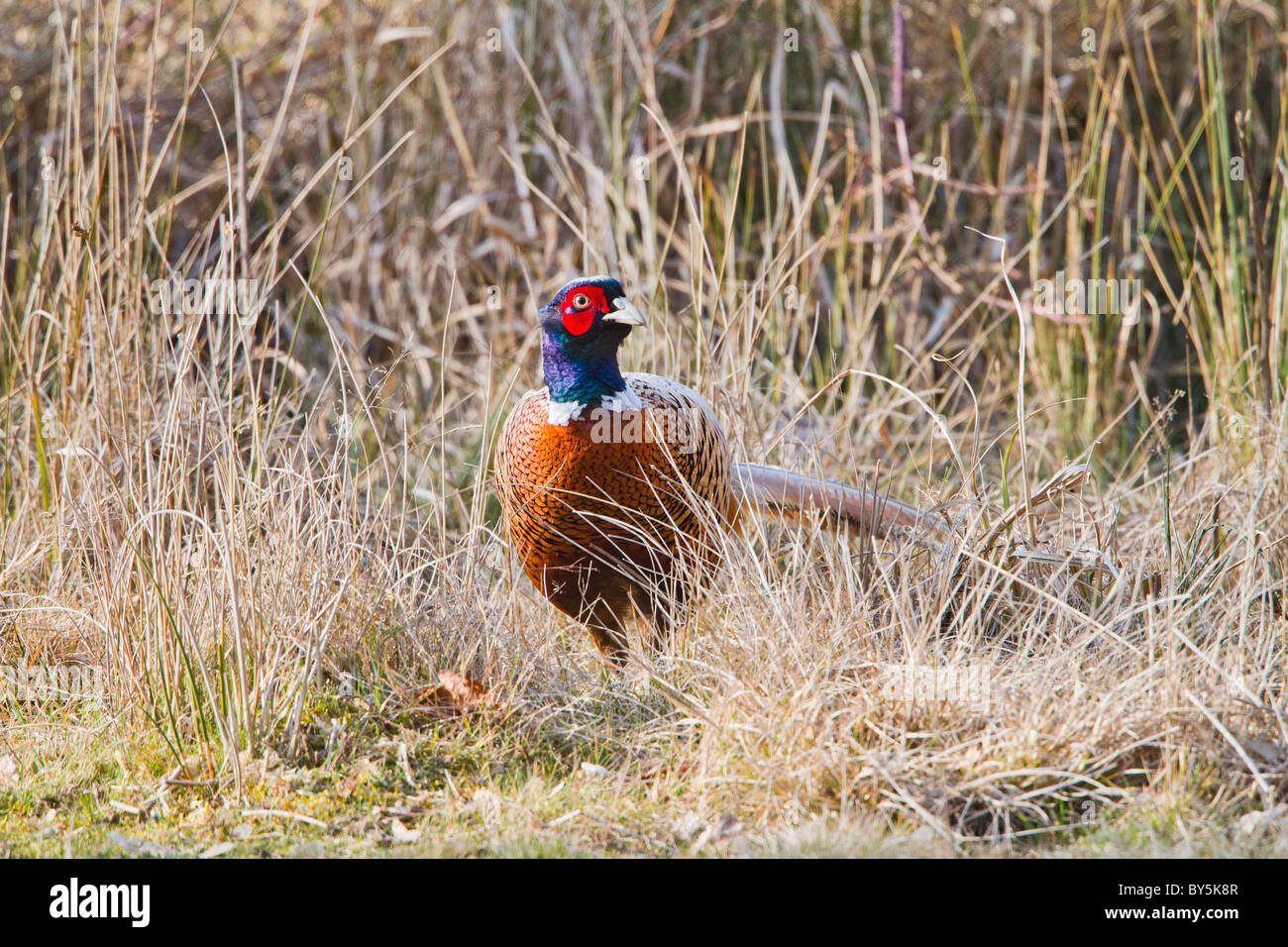 PHEASANT PHASIANUS COLCHICUS Stock Photo - Alamy