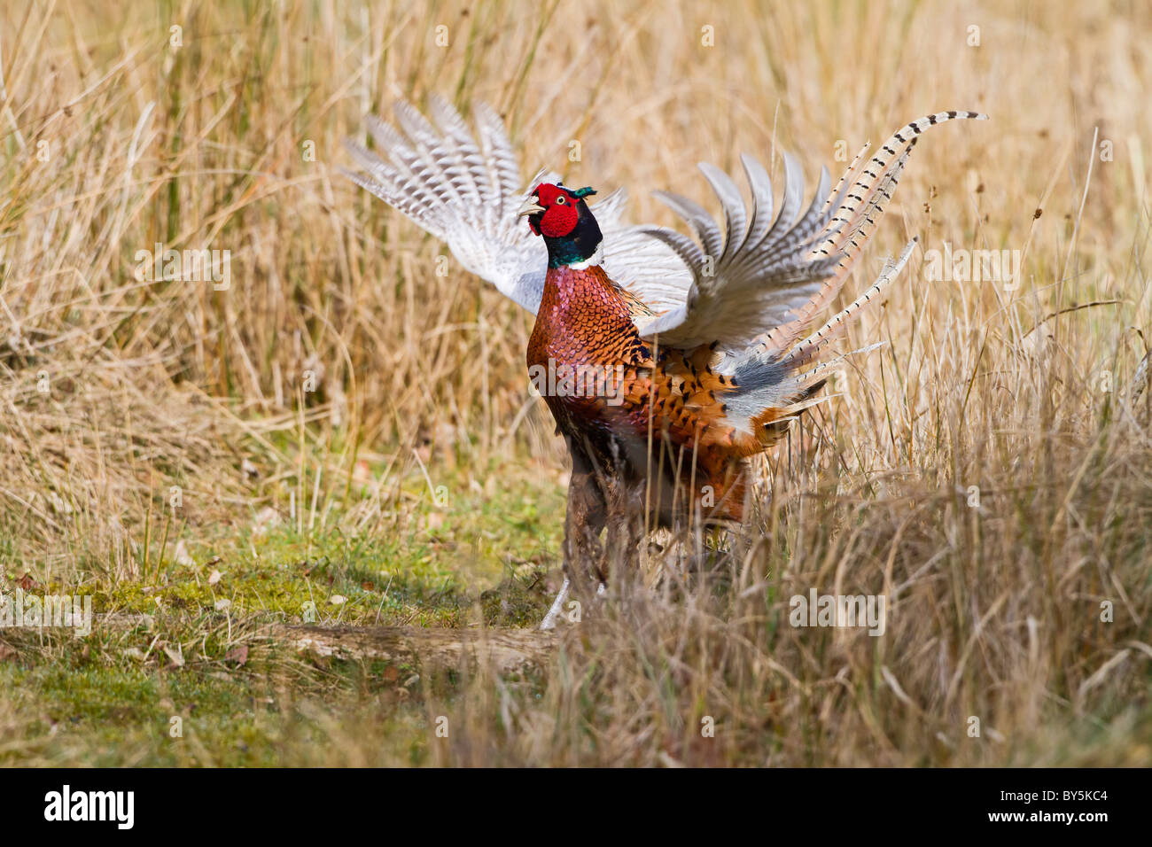 Male pheasant display hi-res stock photography and images - Alamy