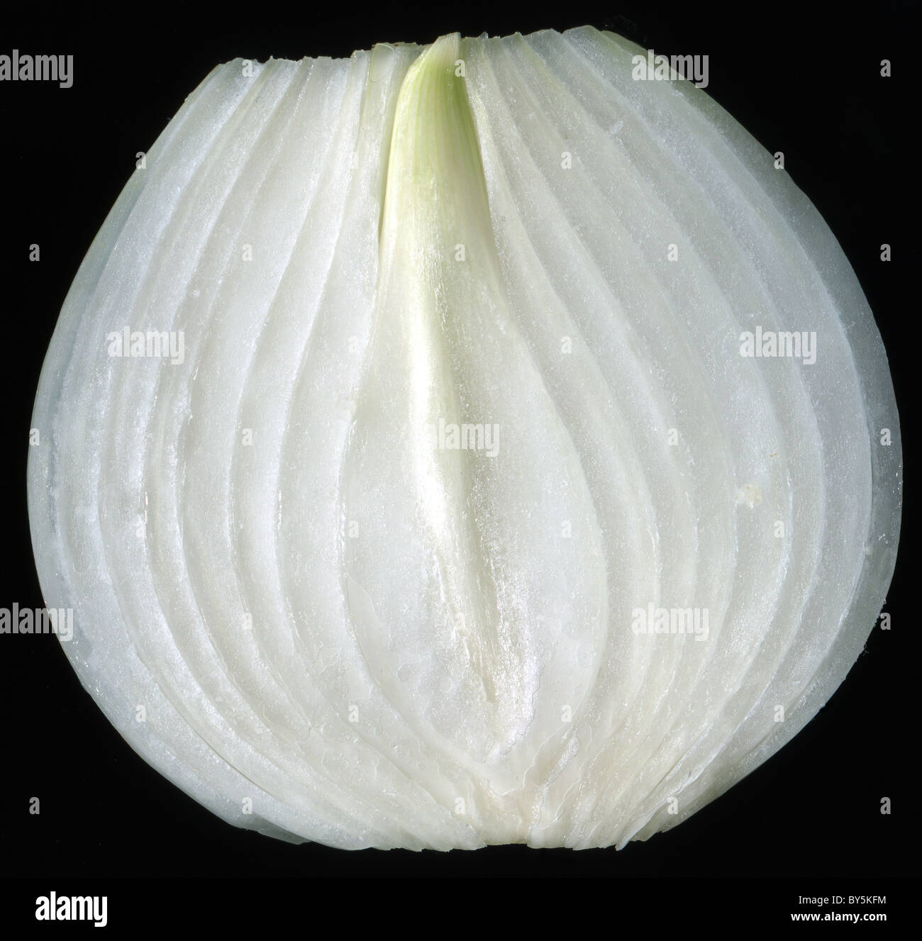 slice of onion Stock Photo - Alamy