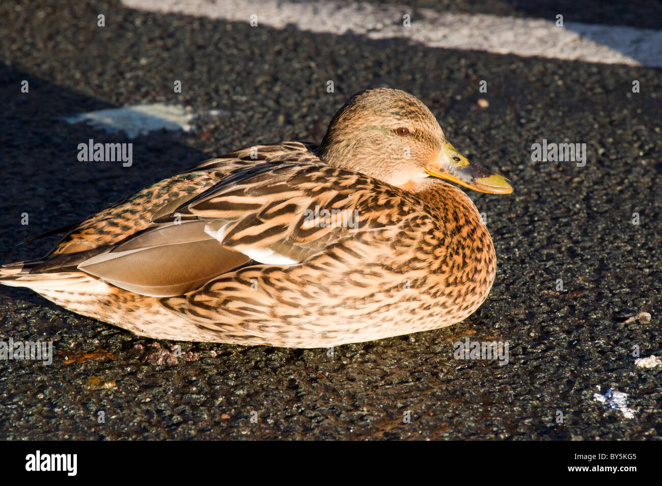 Ducks at Raby Mere in winter when the mere is frozen Stock Photo - Alamy