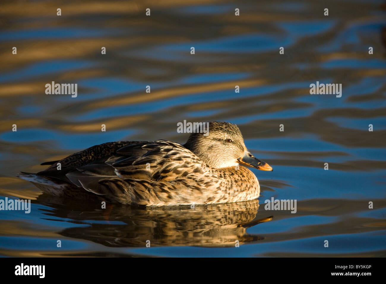 Mallard on the water Stock Photo - Alamy
