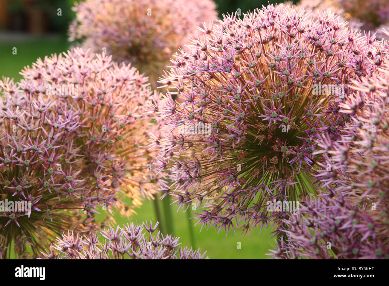 Purple Sensation; Allium aflatunense allium Stock Photo - Alamy