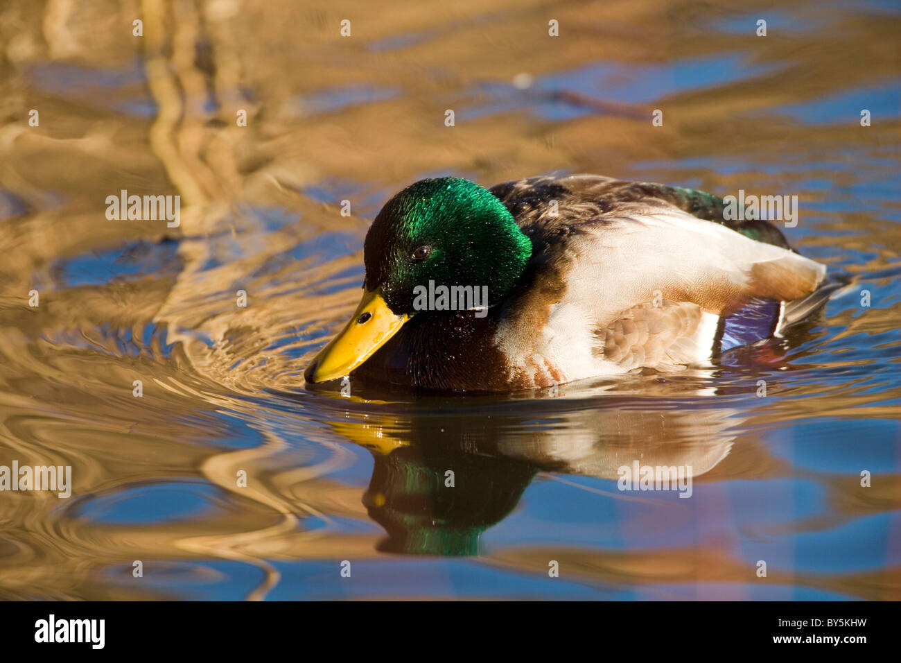 Mallard on the water Stock Photo - Alamy