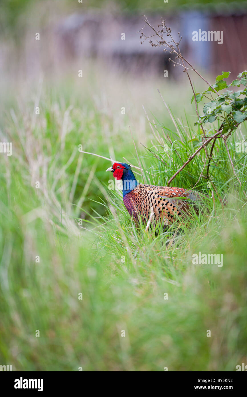 Pheasant long grass hi-res stock photography and images - Alamy