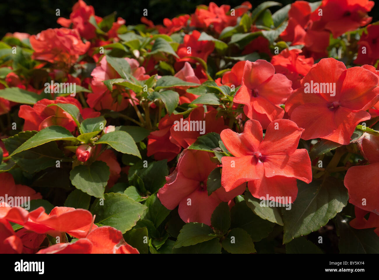 Red geranium flower in full bloom Stock Photo - Alamy