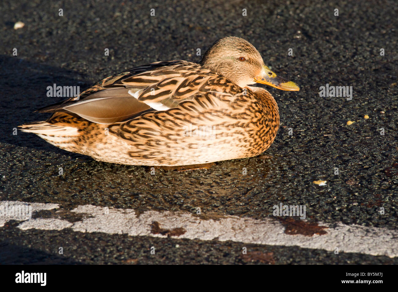 Ducks at Raby Mere in winter when the mere is frozen Stock Photo - Alamy
