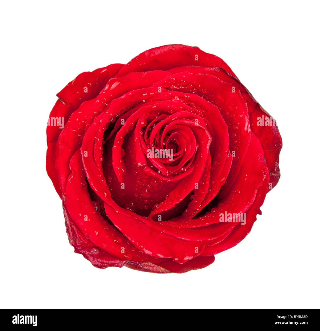 Red rose bud isolated on white background Stock Photo - Alamy
