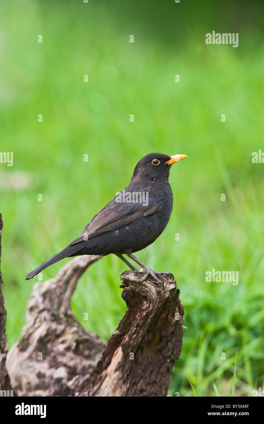 BLACKBIRD TURDUS MERULA Stock Photo - Alamy