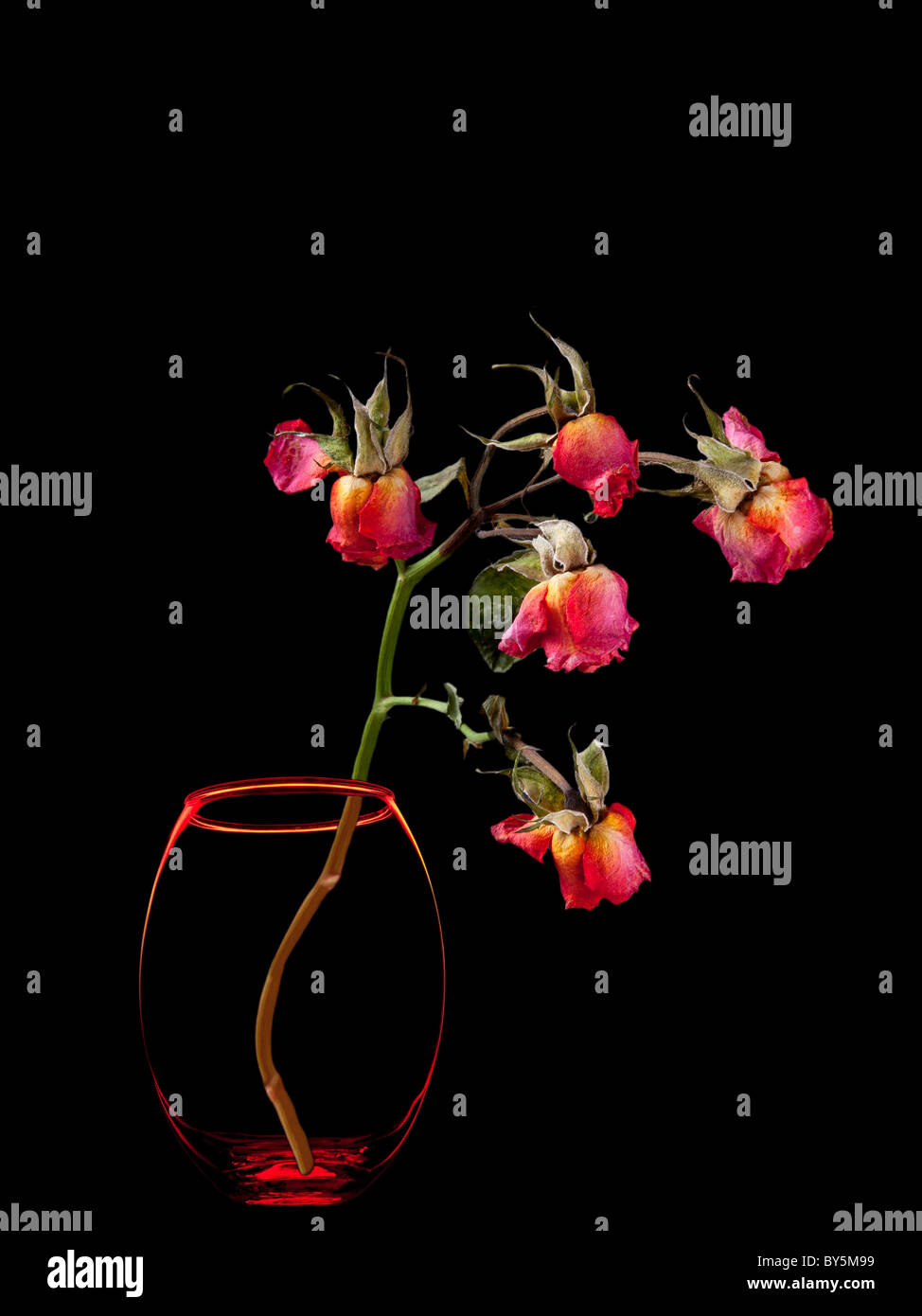 Dead roses in vase isolated on black background Stock Photo - Alamy