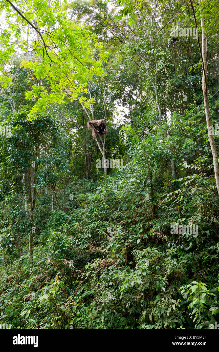 Jinuo man in tree dwelling, Jinuo Luoke (Jinuo Shan), Jinghong ...