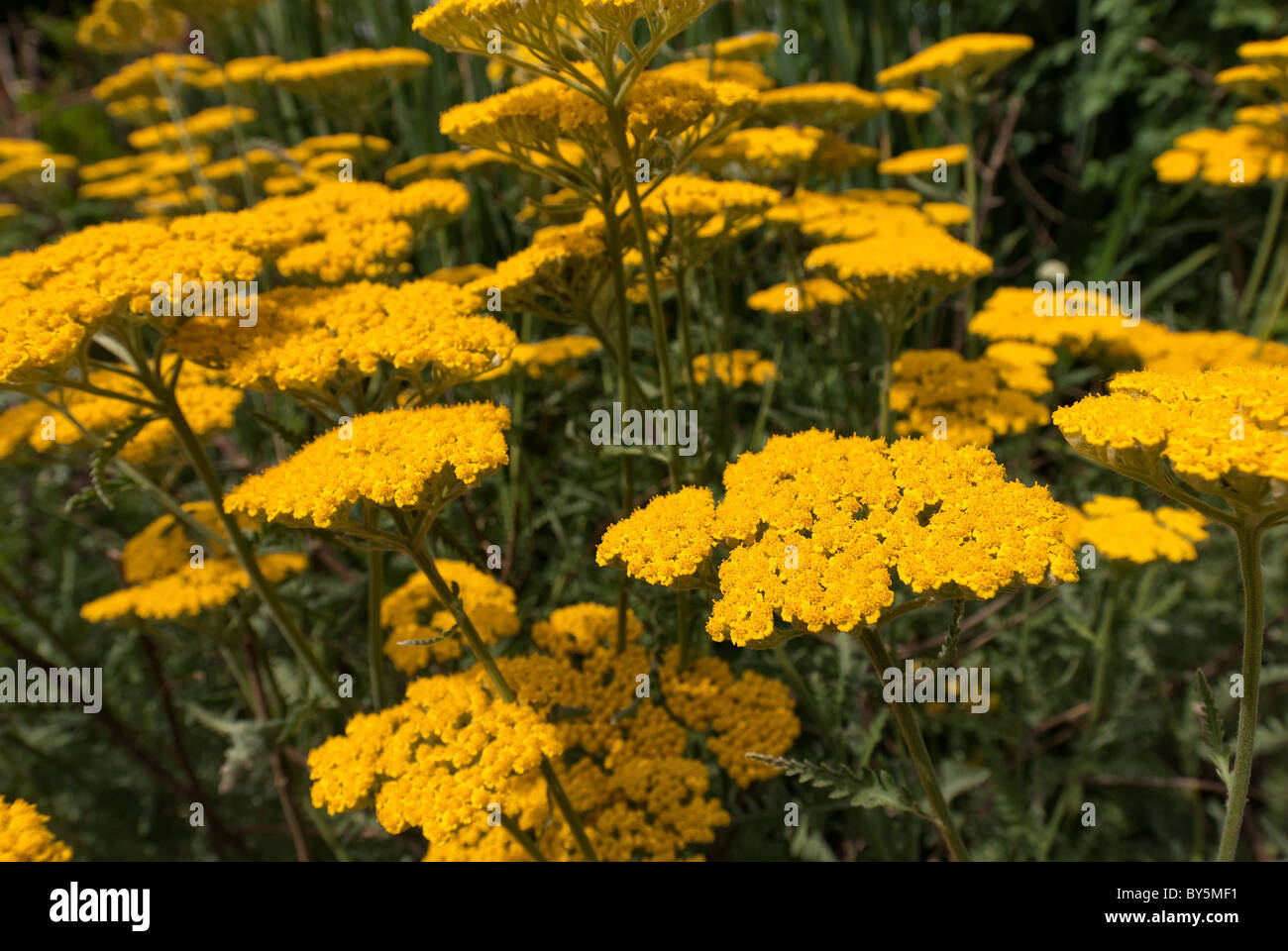 Gold and yellow wild yarrow flowers hi-res stock photography and images ...