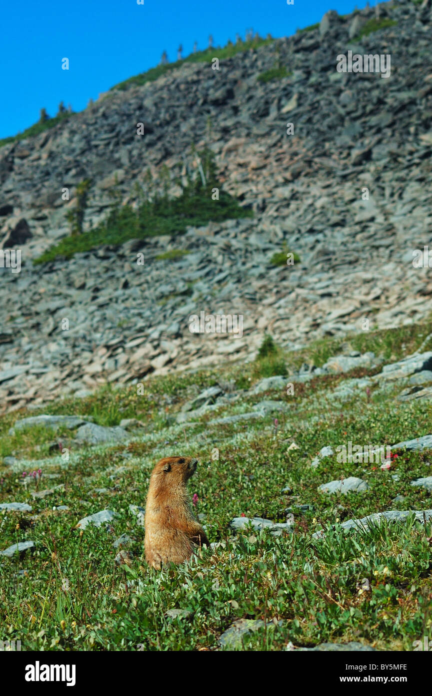 Olympic Marmot in Olympic National Park, Washtington State Stock Photo ...