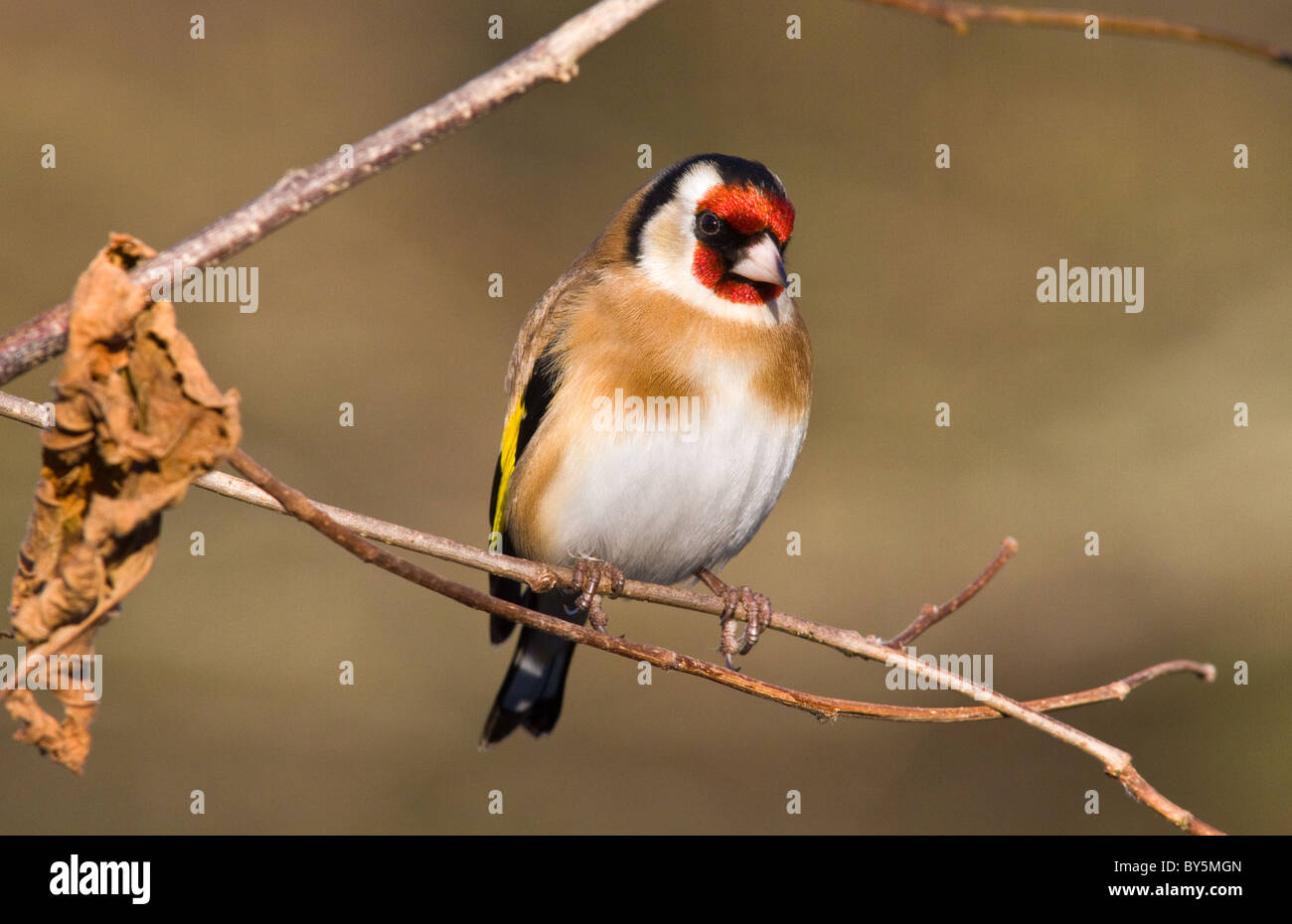 Finches on farm seed hi-res stock photography and images - Alamy