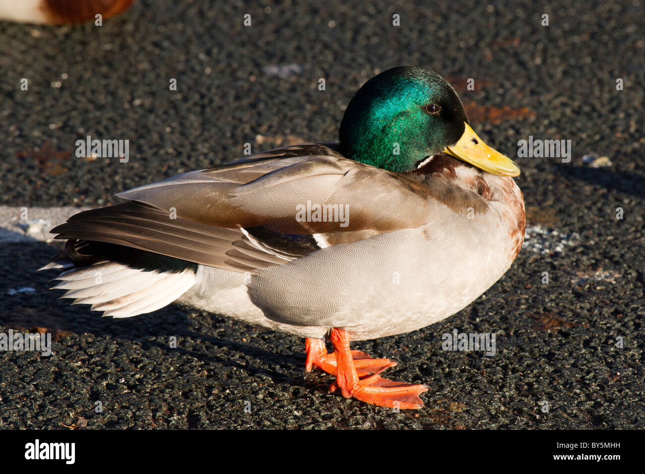 Ducks at Raby Mere in winter when the mere is frozen Stock Photo - Alamy