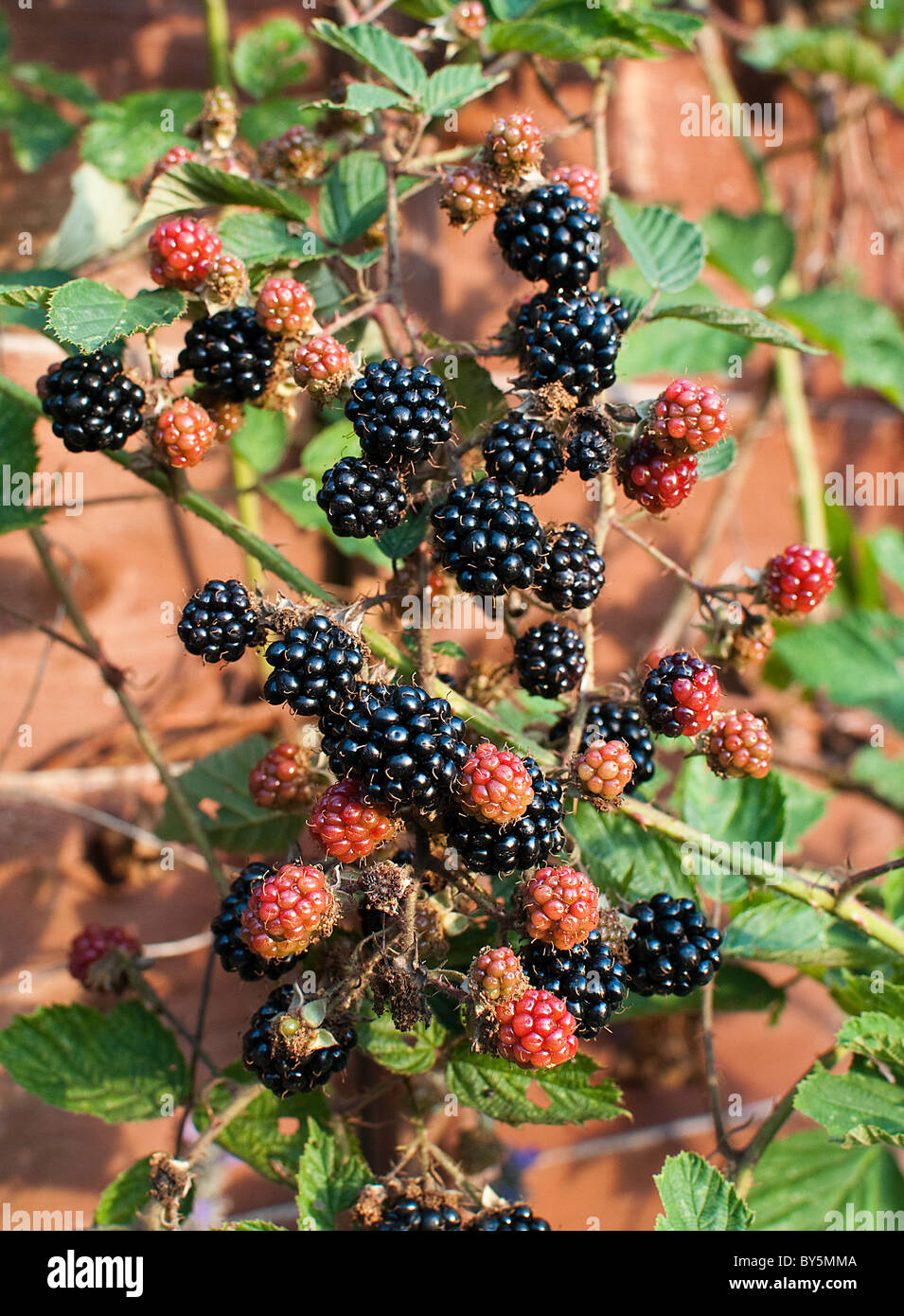 An aggregate fruit hi-res stock photography and images - Alamy