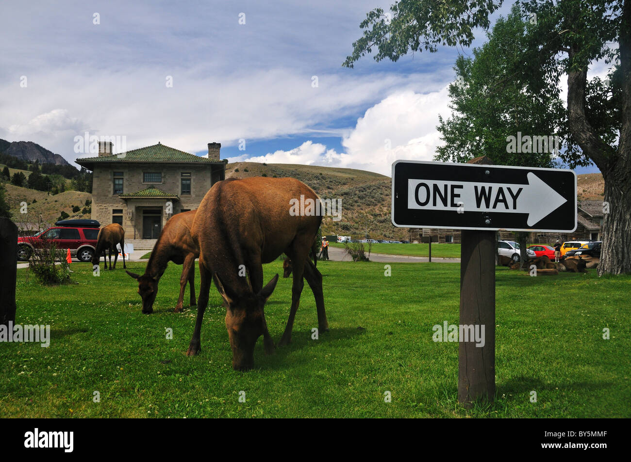 Elk in Yellowstone National Park by a one way sign Stock Photo - Alamy