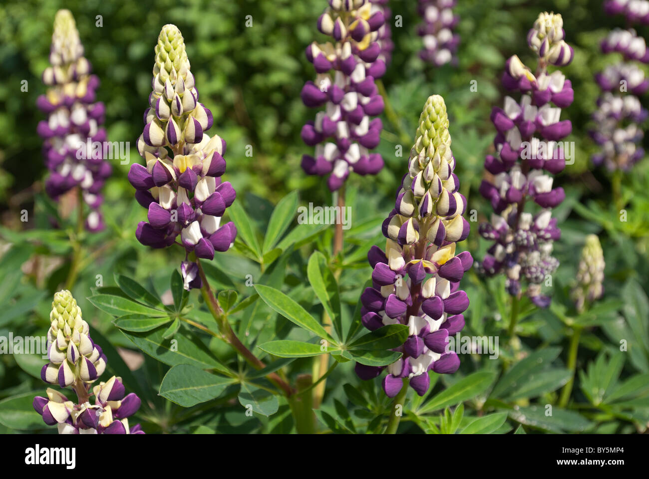 Lupins a clump forming perennial with purple lilac flowers in stalked ...