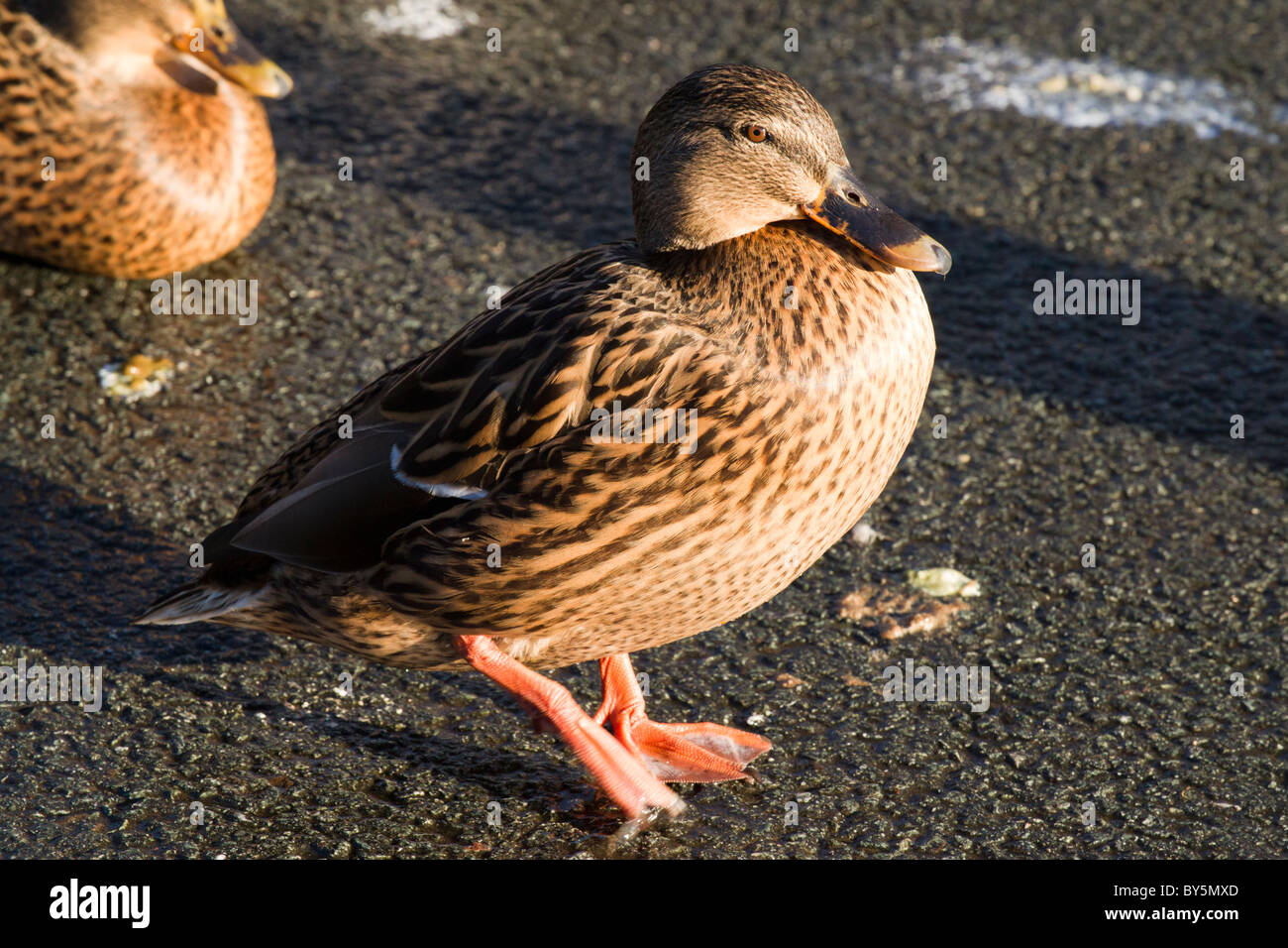 Ducks at Raby Mere in winter when the mere is frozen Stock Photo - Alamy