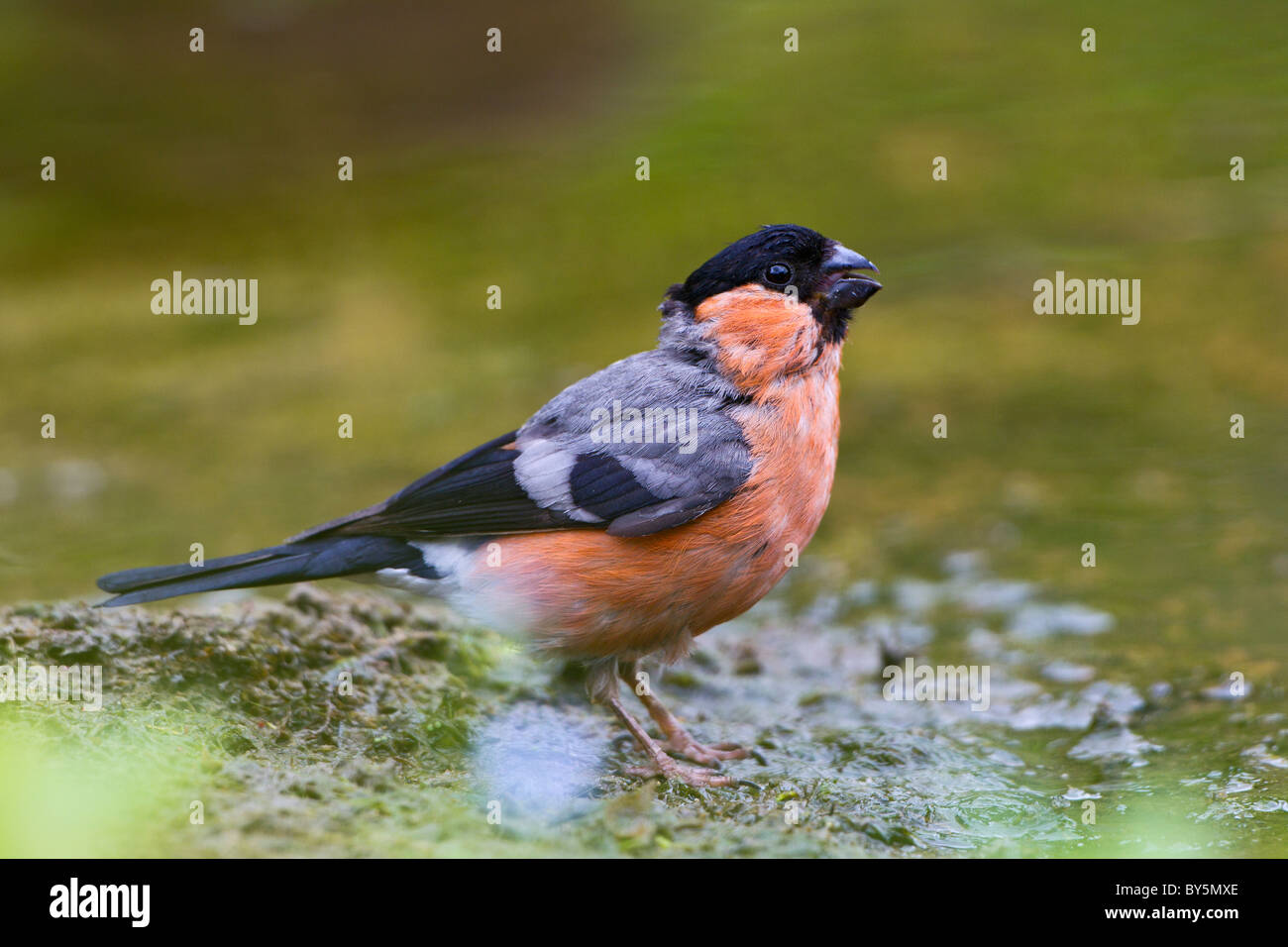 BULLFINCH PYRRHULA PYRRHULA Stock Photo - Alamy
