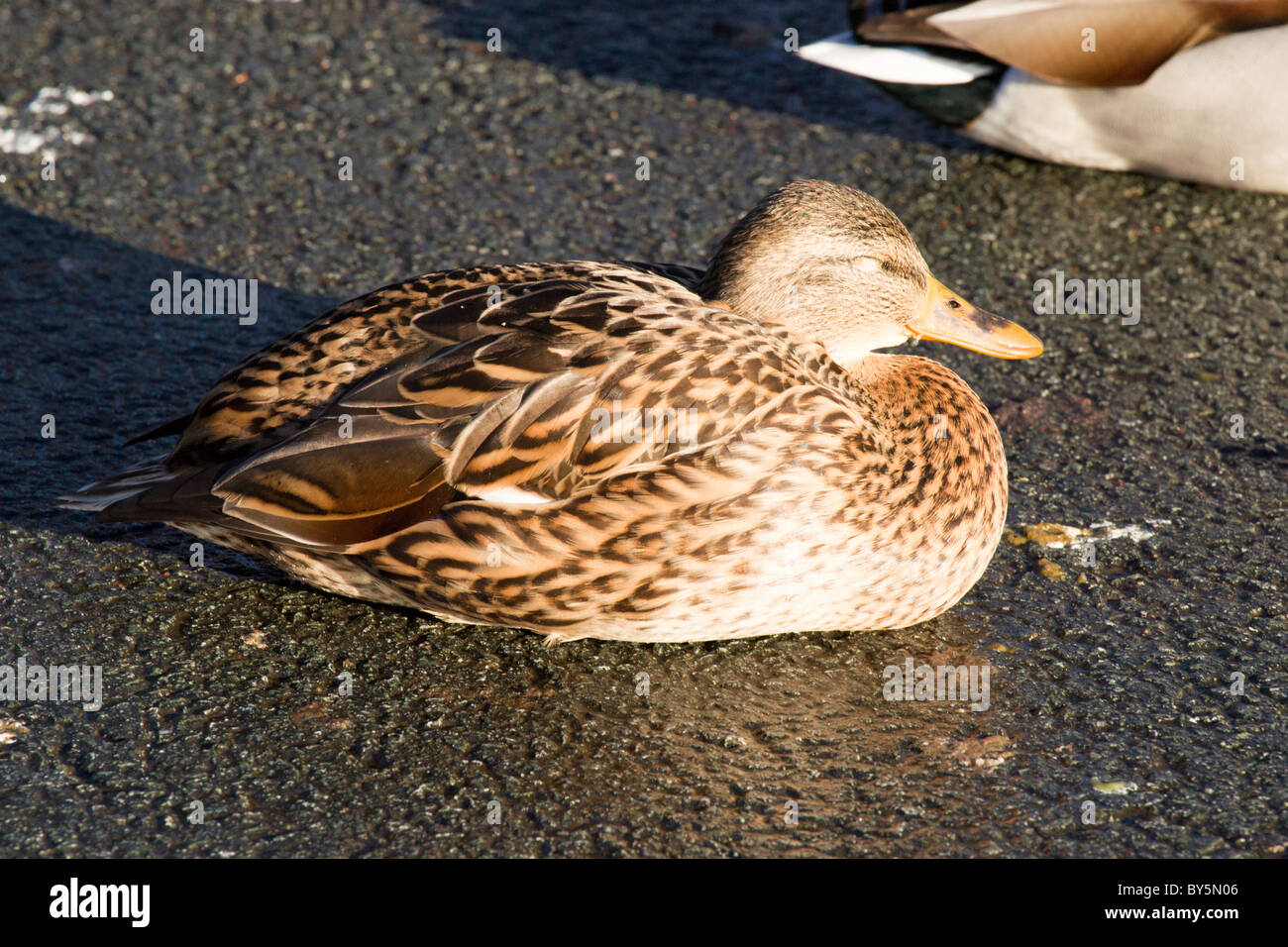 Ducks at Raby Mere in winter when the mere is frozen Stock Photo - Alamy