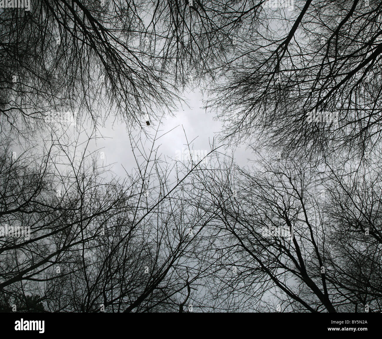 a wide angle image looking up at bare tree branches and a gray sky ...