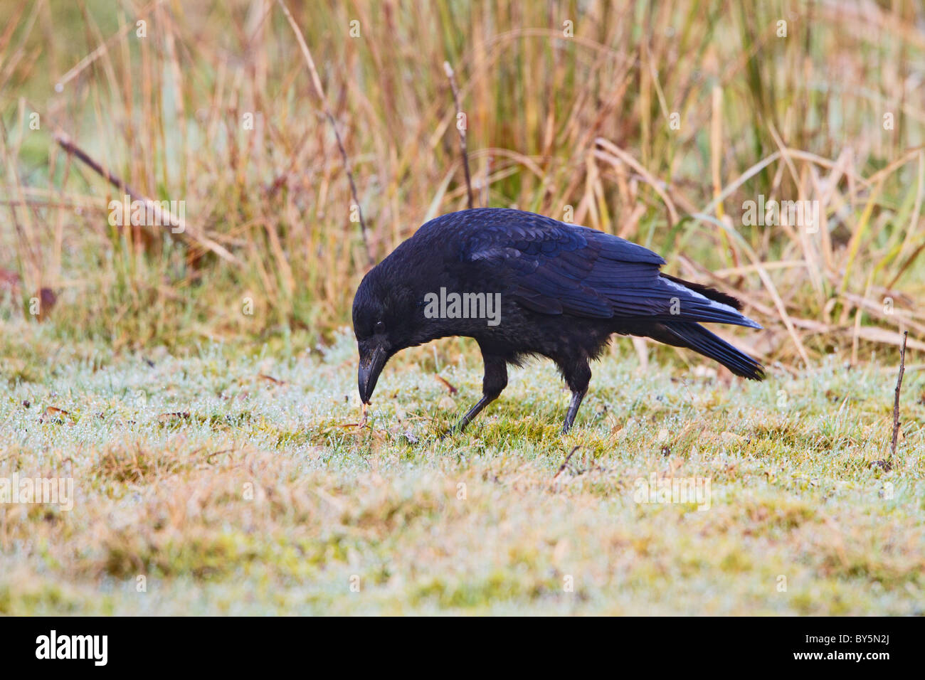 CARRION CROW CORVUS CORONE Stock Photo - Alamy
