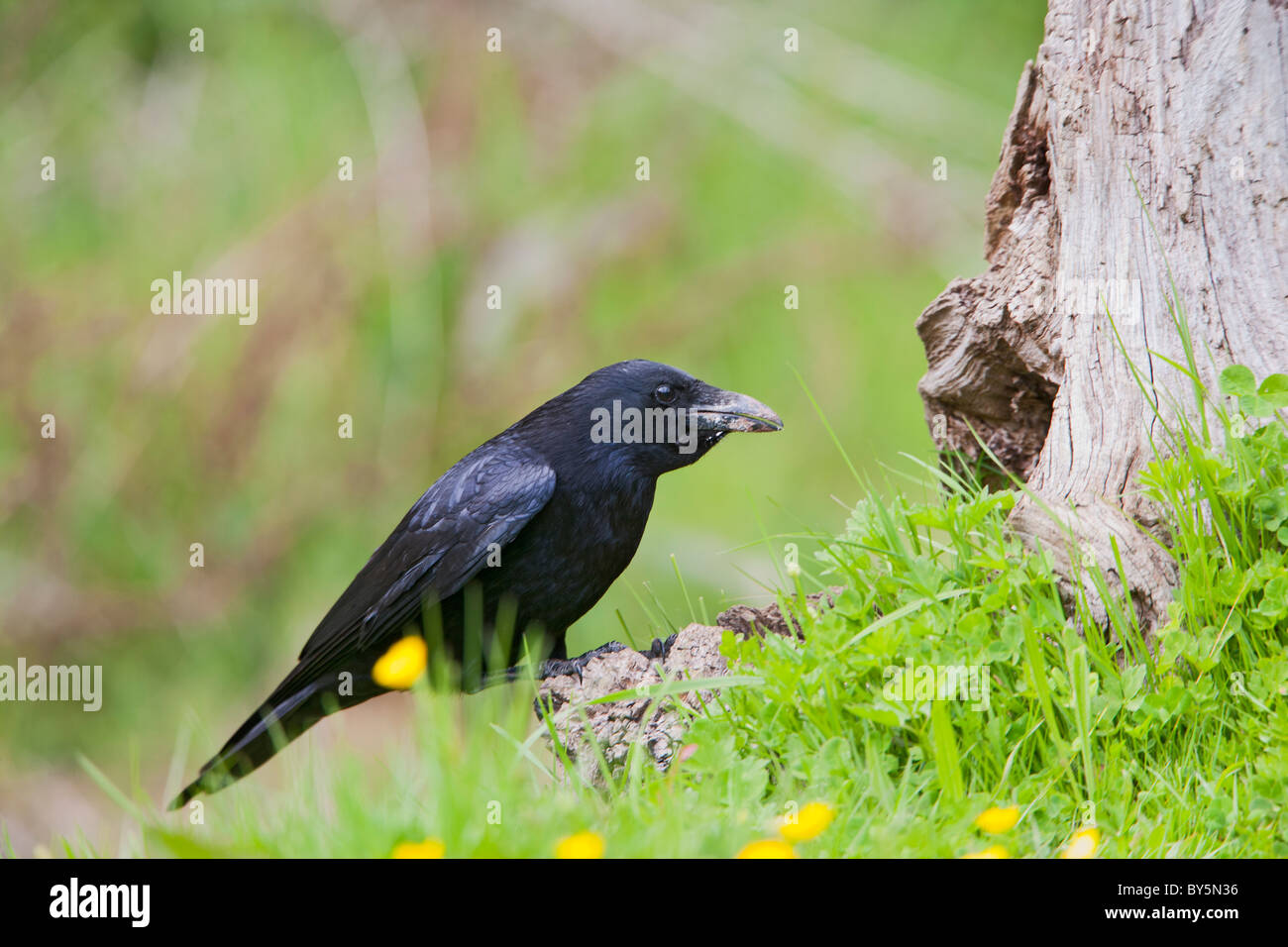 Crow flowers hi-res stock photography and images - Alamy