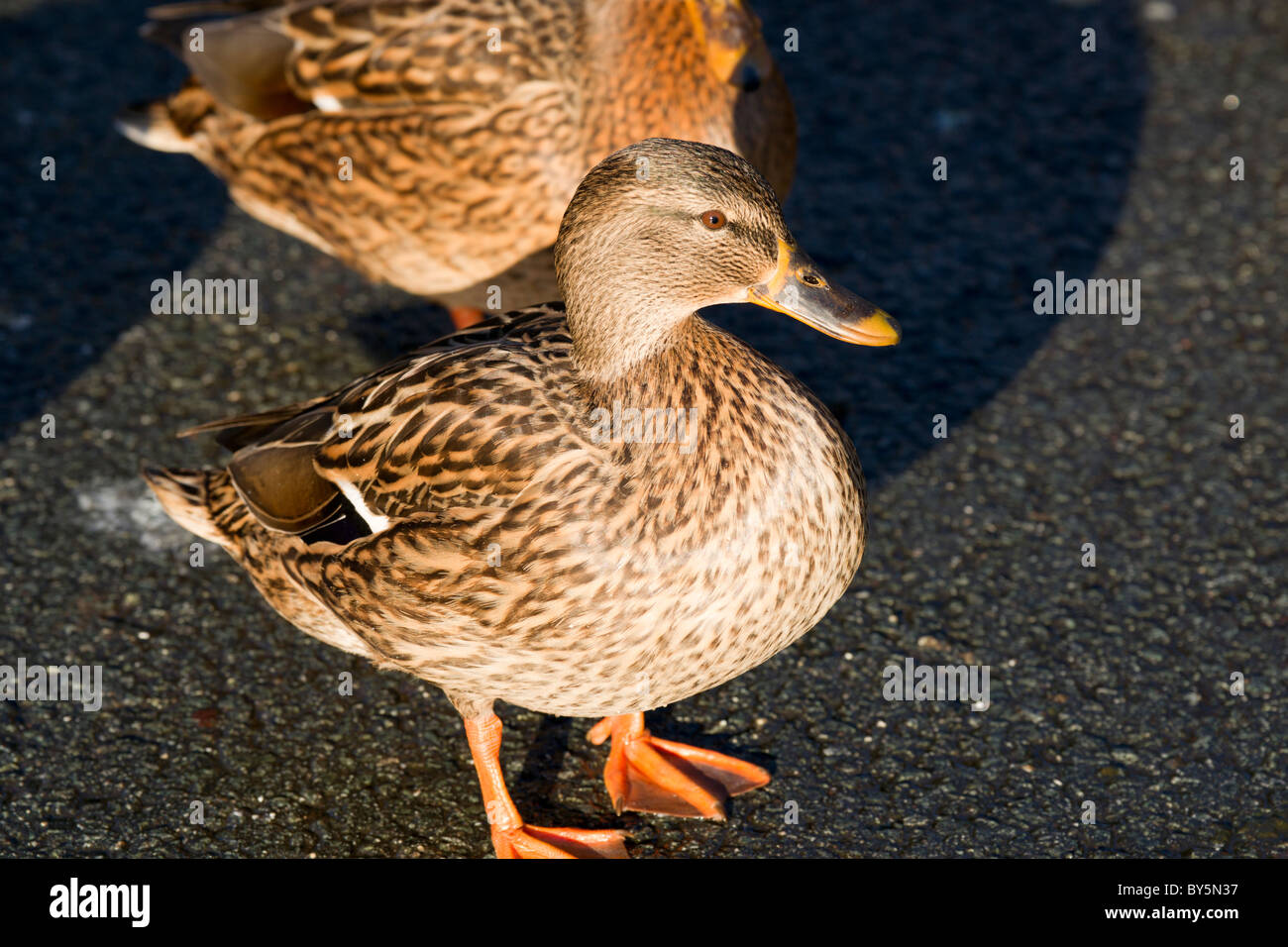Raby mere hi-res stock photography and images - Alamy