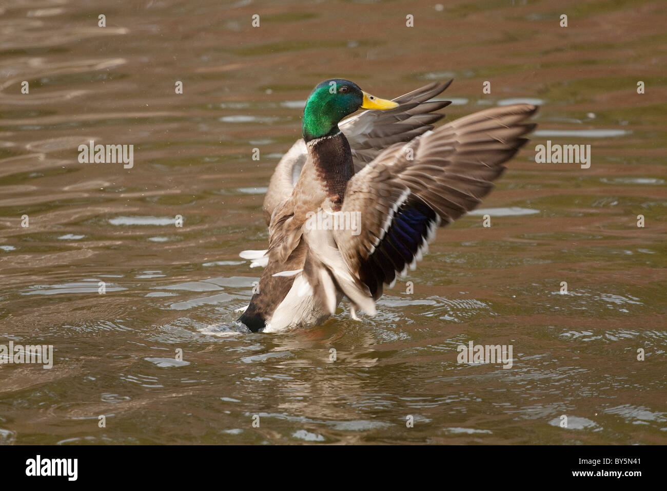 A male Mallard duck flaps its wings Stock Photo - Alamy