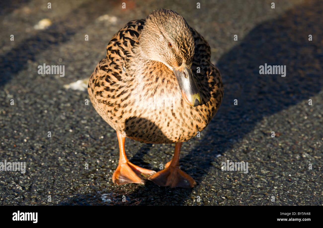 Raby Mere High Resolution Stock Photography and Images - Alamy
