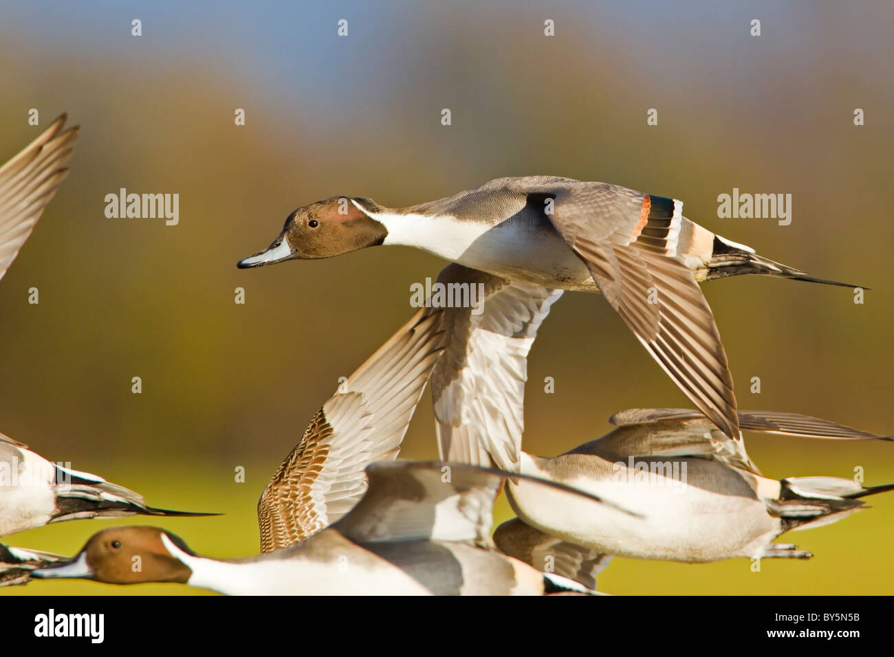 PINTAIL IN FLIGHT IN A SMALL FLOCK Stock Photo - Alamy