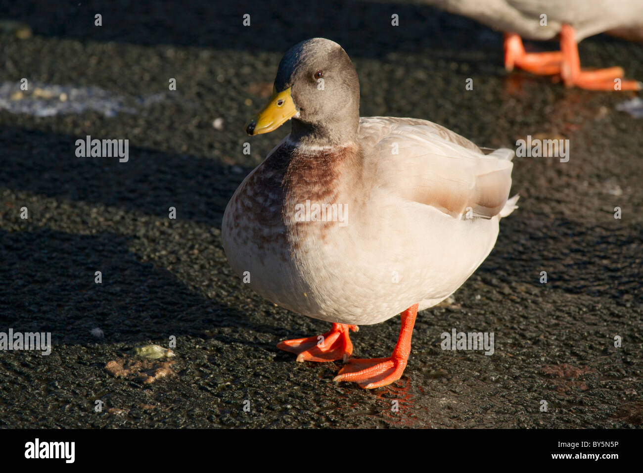 Ducks at Raby Mere in winter when the mere is frozen Stock Photo - Alamy