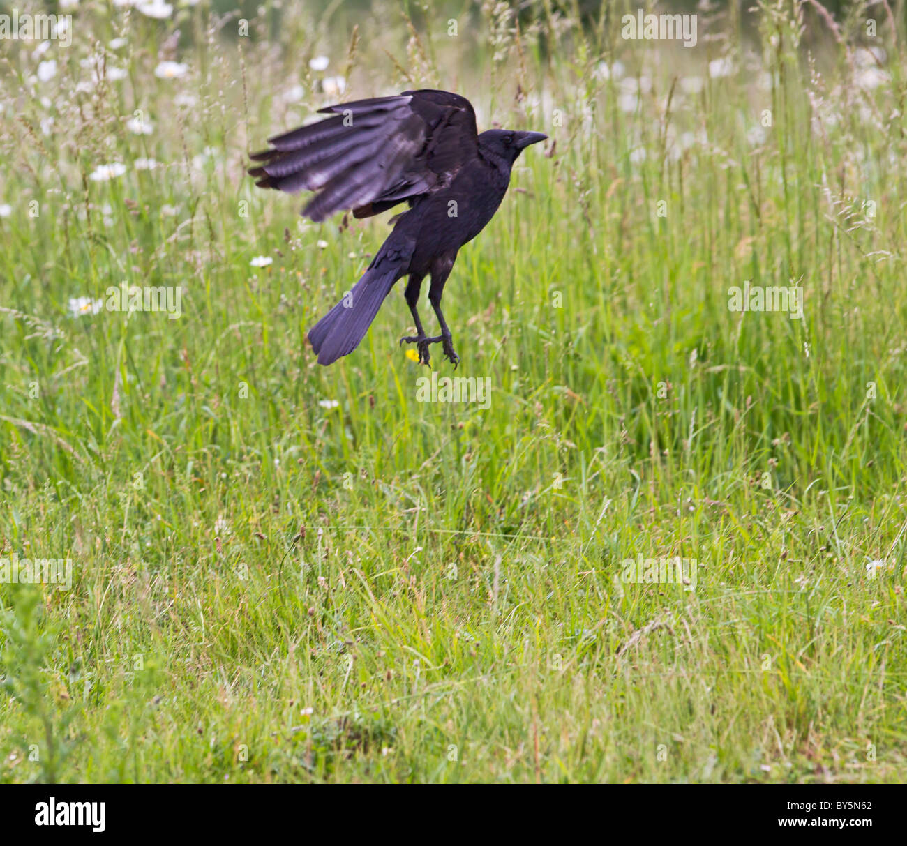 Carrion crow flying corvus hi-res stock photography and images - Alamy